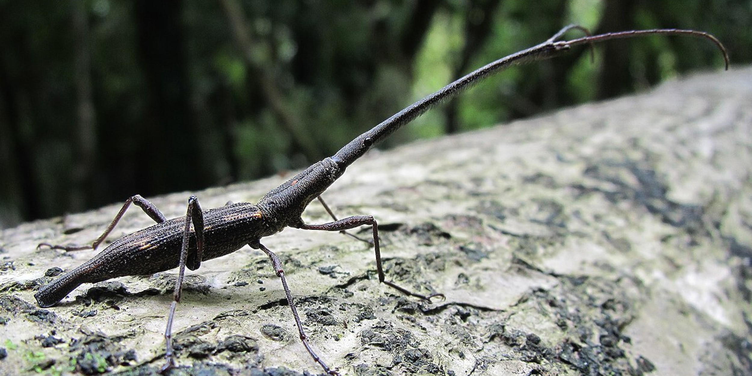 how to draw giraffe beetle
