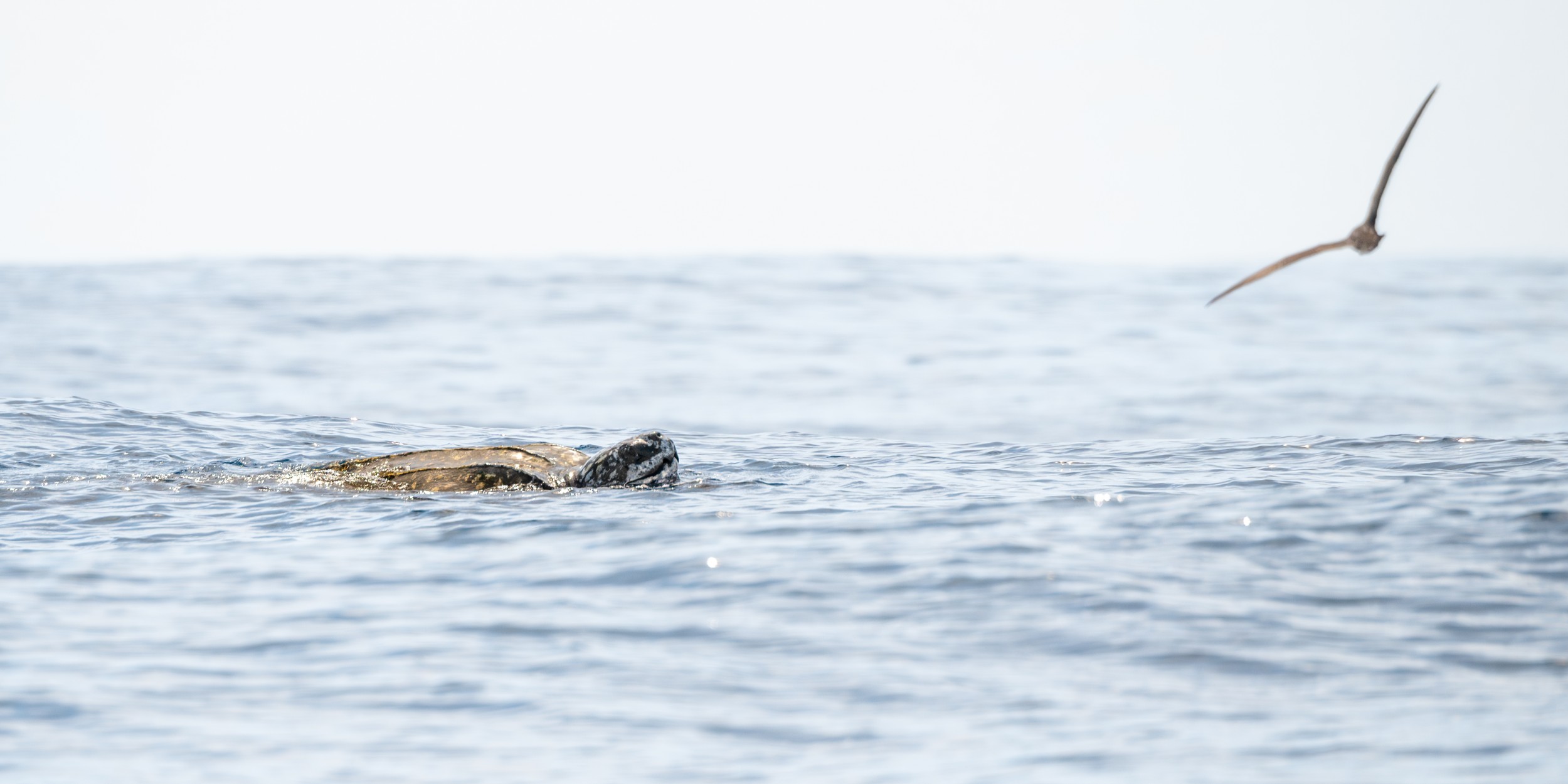 Taonga turtles | Forest and Bird