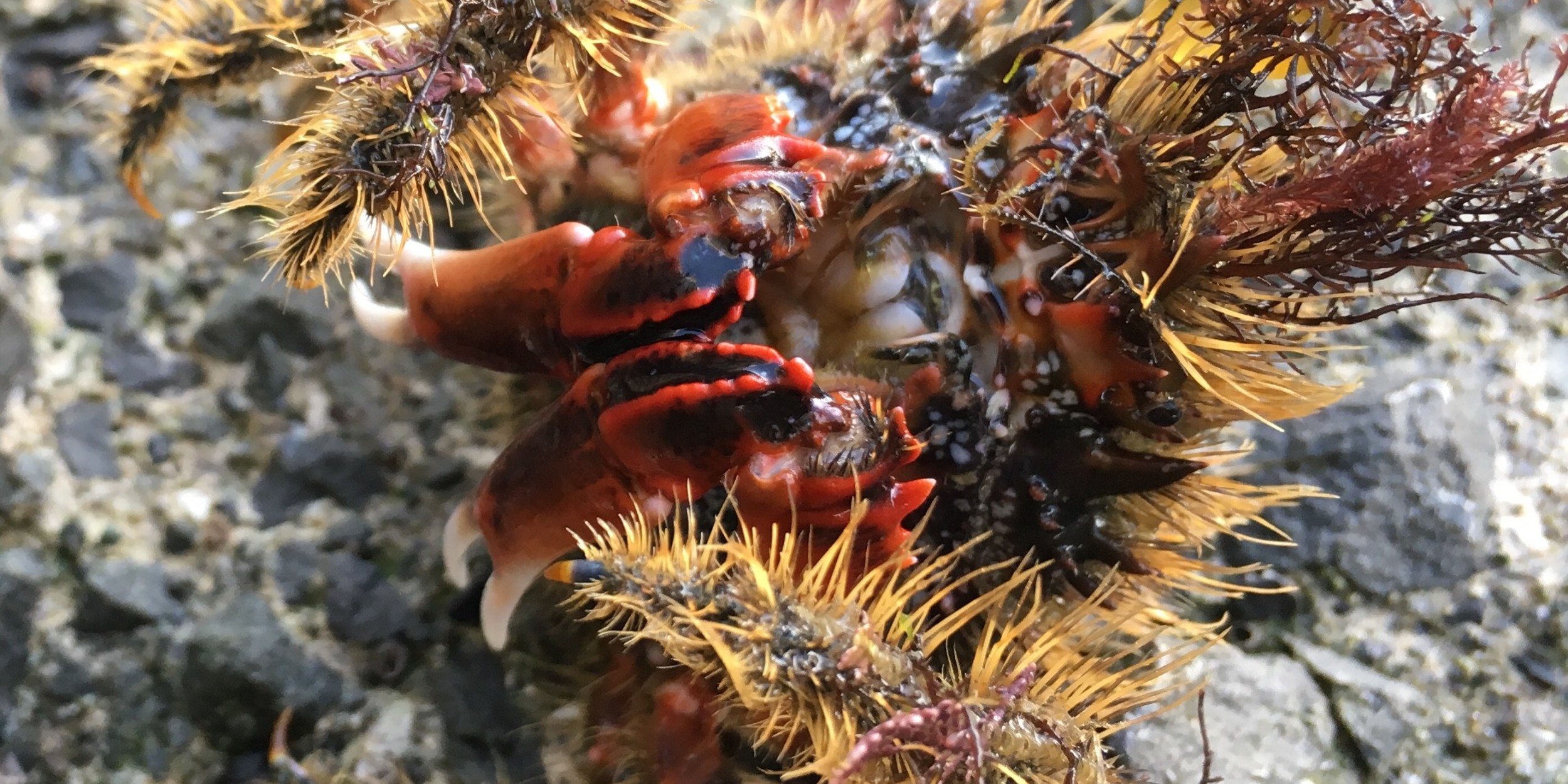 Hairy Seaweed Crabs: the next fashion trend? | Forest and Bird