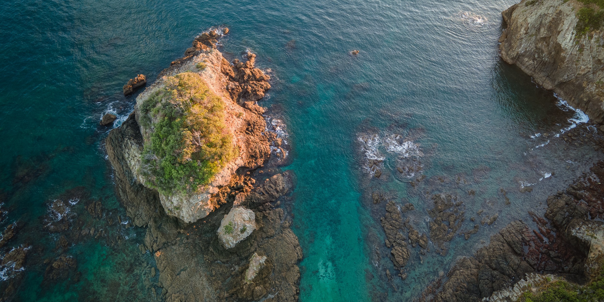 Heal the Hauraki | Forest and Bird