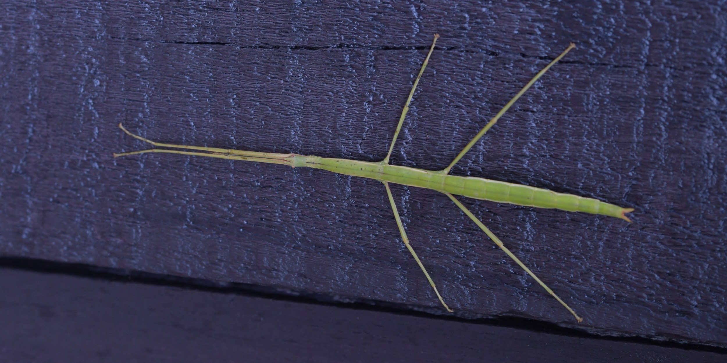 Smooth stick bugs: what’s long, brown, and sticky? | Forest and Bird