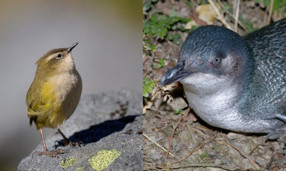 Feathers fly as top two vie for Bird of the Year victory | Forest and Bird