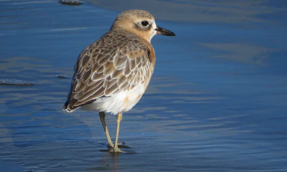 Te Henga dotterels: Five years on. | Forest and Bird