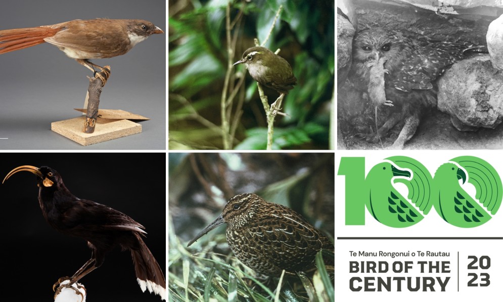 Bird of the Year becomes Bird of the Century to celebrate 100 years of ...