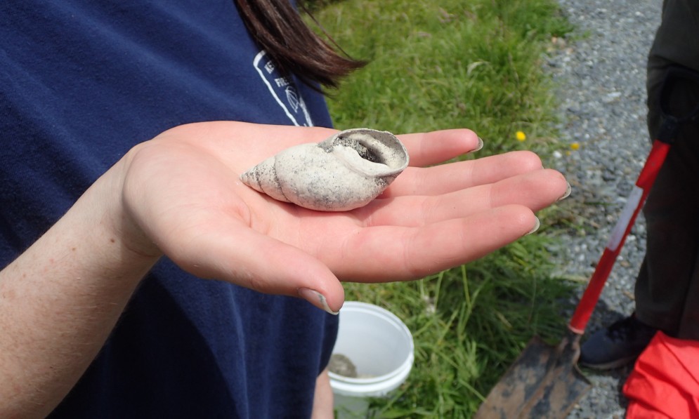 Finding the world's oldest flax snail fossils | Forest and Bird
