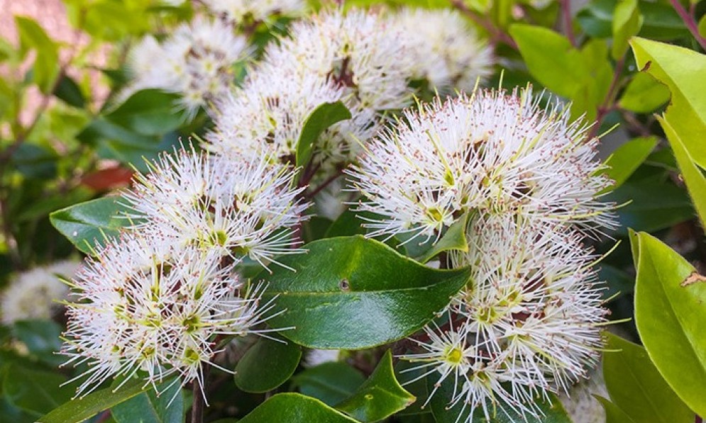 Where in the world? | Forest and Bird