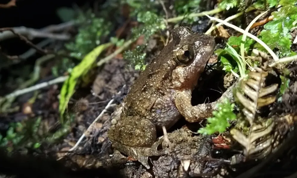 Archey’s Frogs: small, dark, handsome (and really, really old) | Forest ...