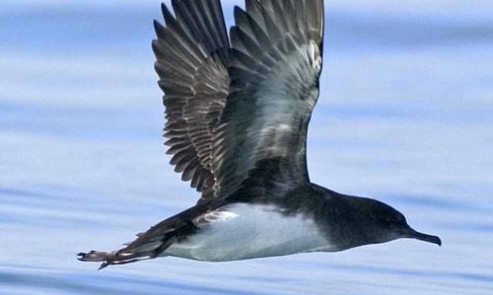 May Talk - Hutton's Shearwater Update | Forest and Bird