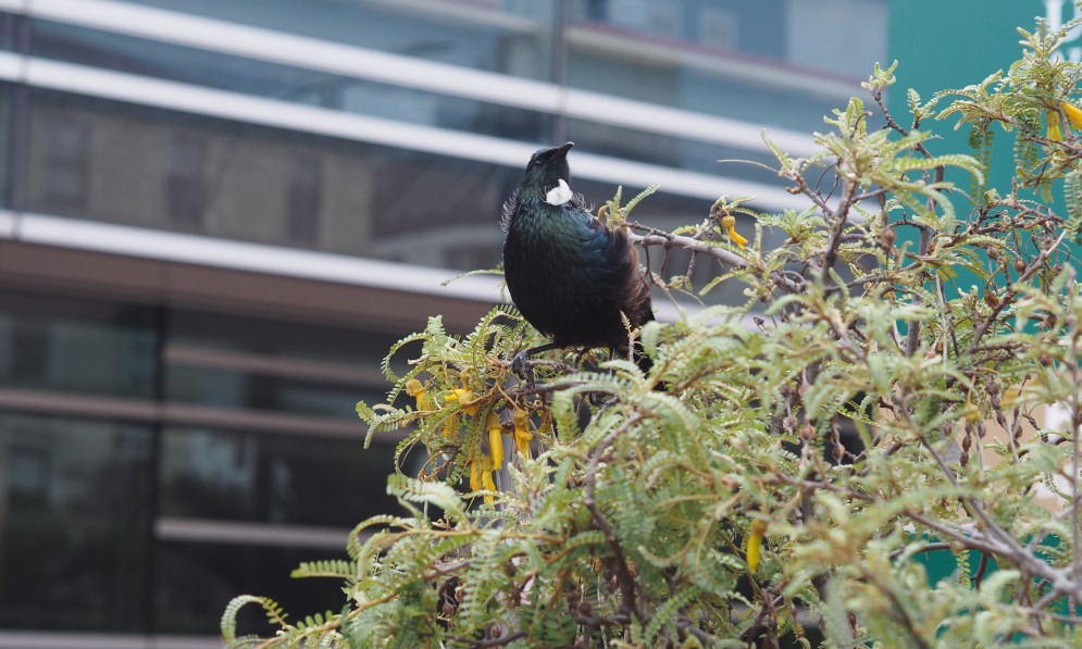 Wild Cities | Forest and Bird