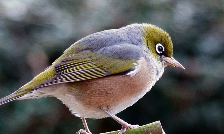 South Auckland | Forest and Bird