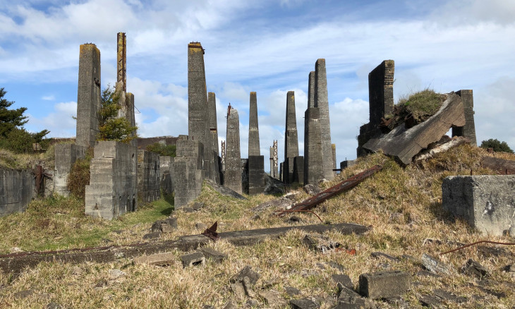 Warkworth Area | Forest and Bird